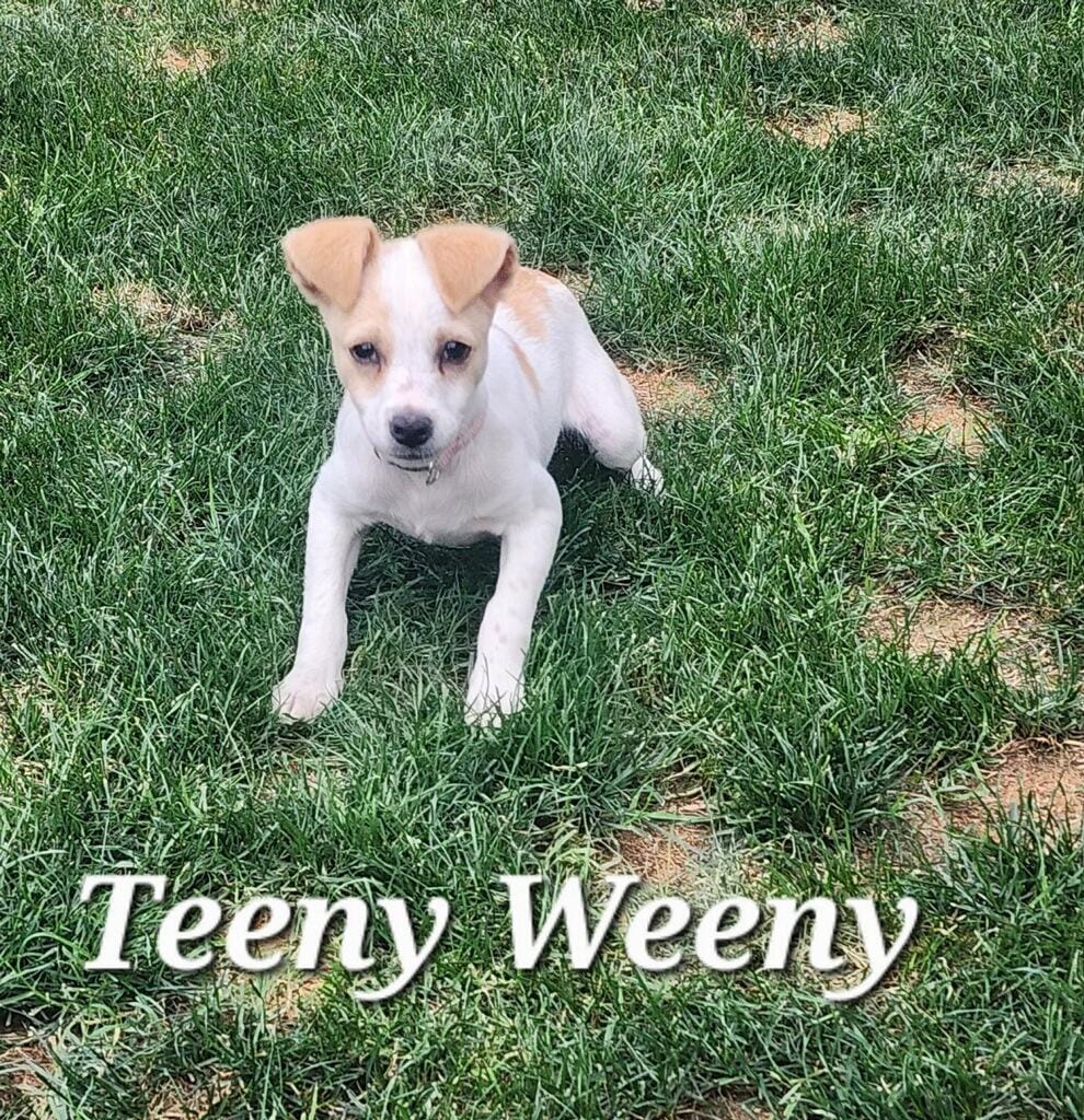 Adopt Teeny Weeny Today - Pets TheCountyOffice