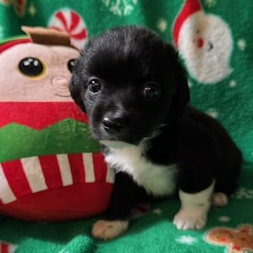 Adopt Tucker Today - Pets TheCountyOffice