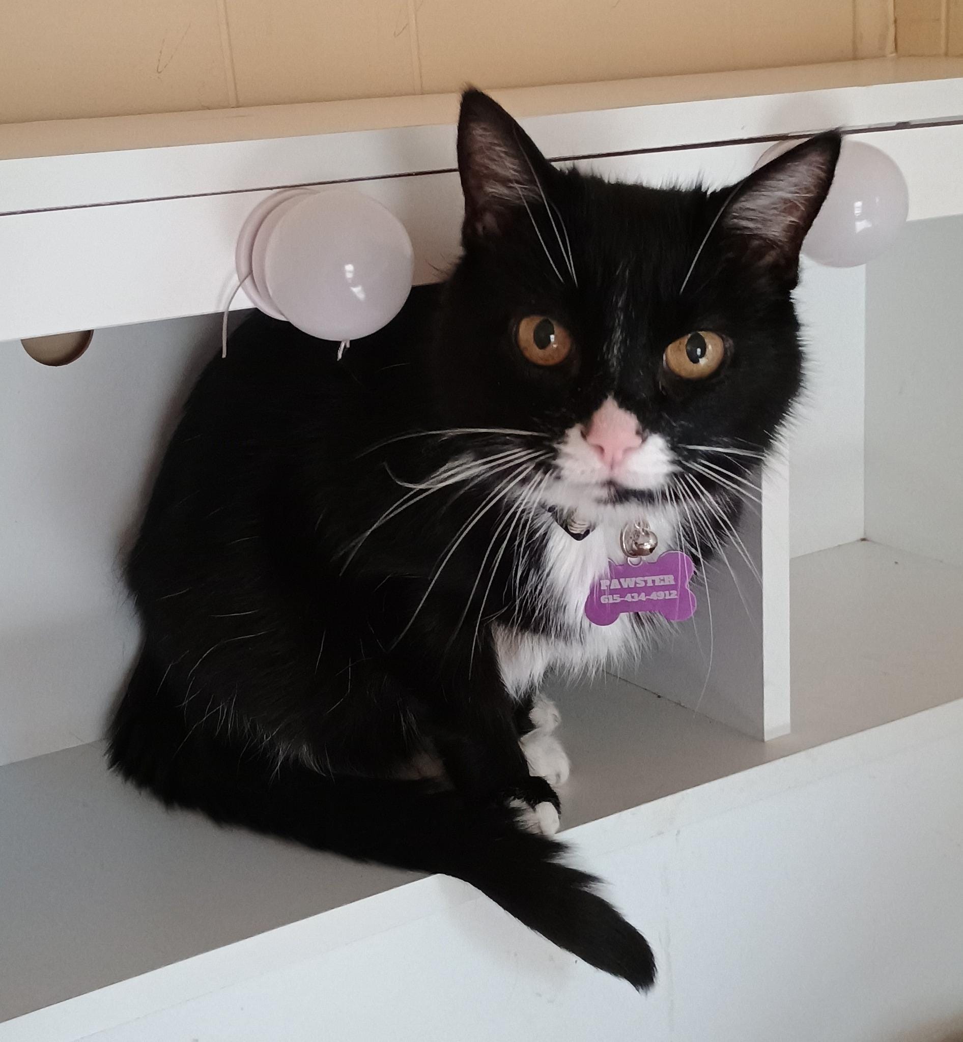 Adopt Boo - lazy & loving Today - Pets TheCountyOffice