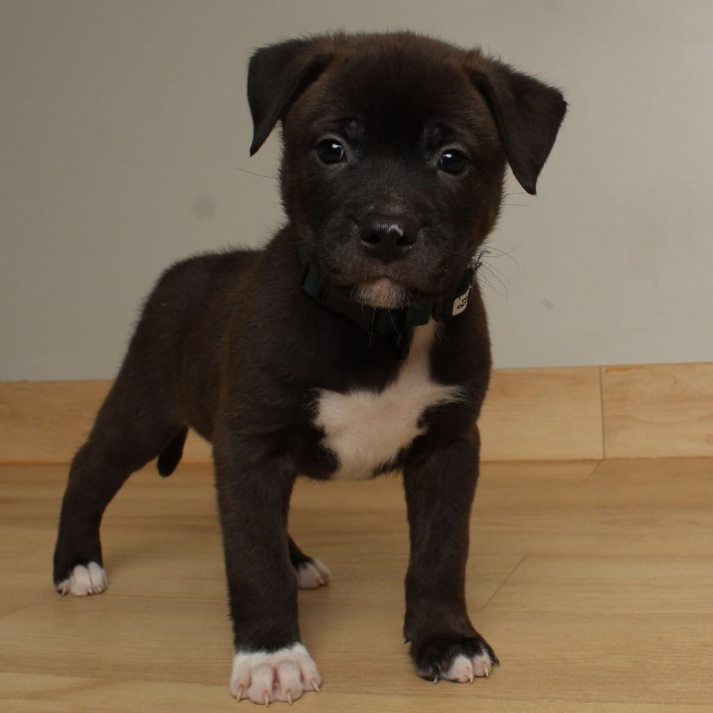 Adopt Mike Wazowski D66675 Today - Find Paw Pal
