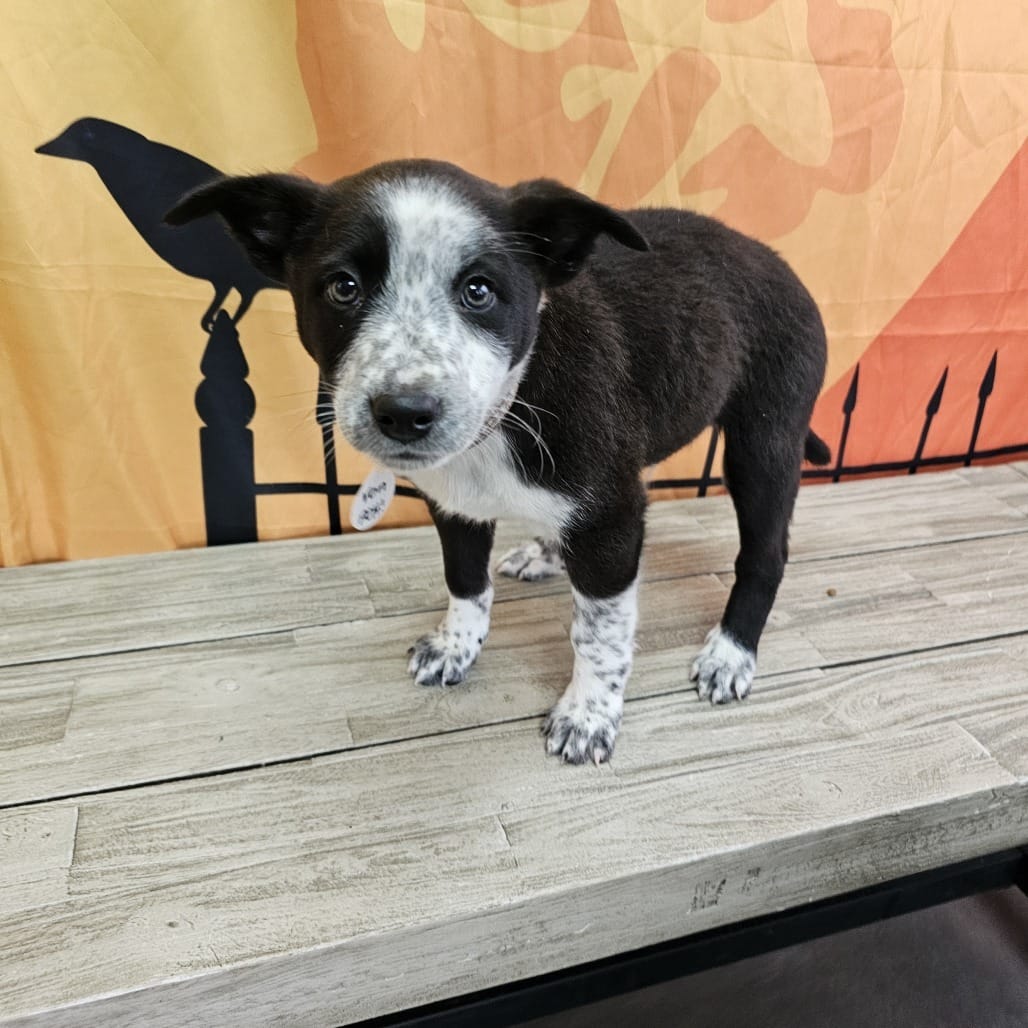 Adopt Von Today - Find Paw Pal