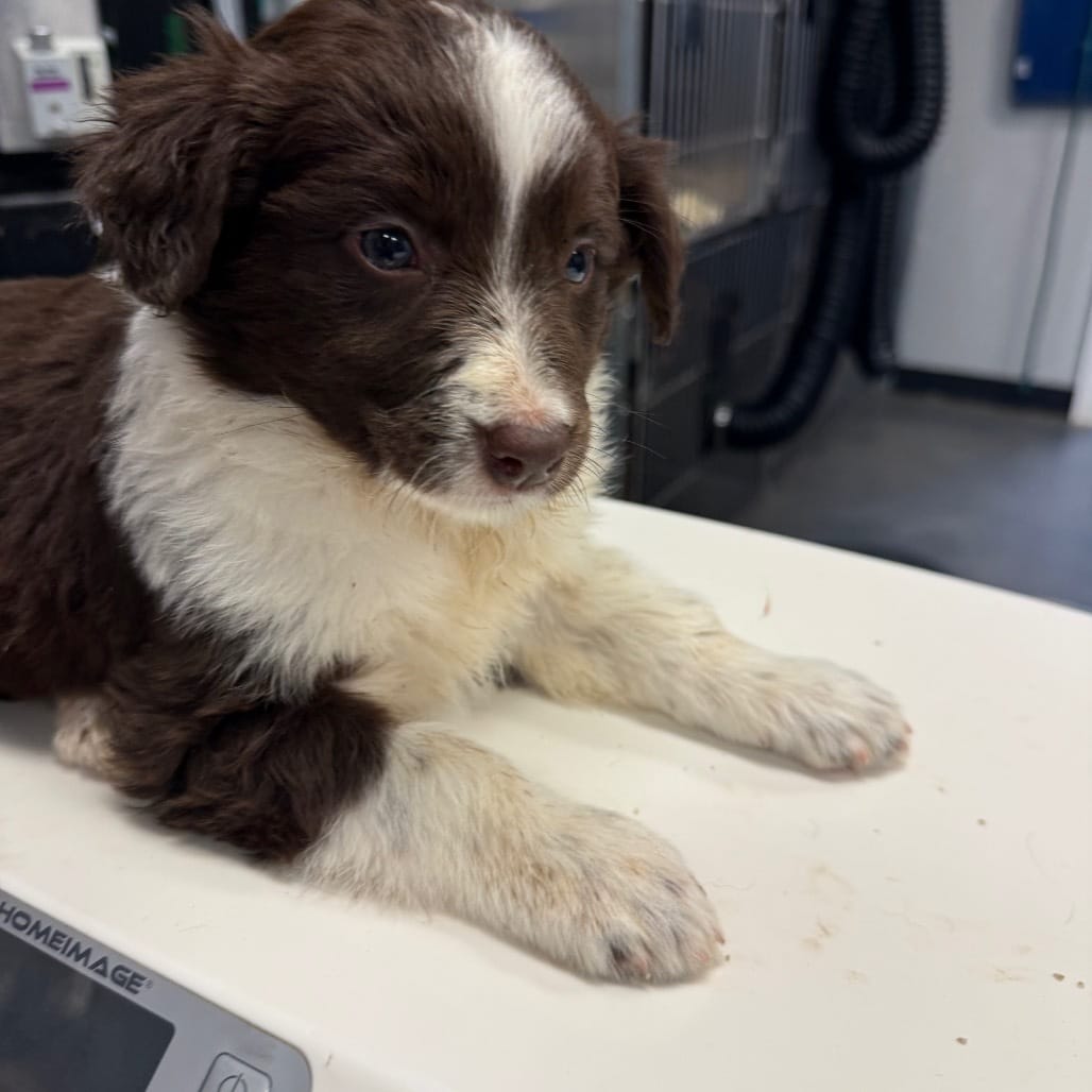 Adopt Marta Today - Pets TheCountyOffice