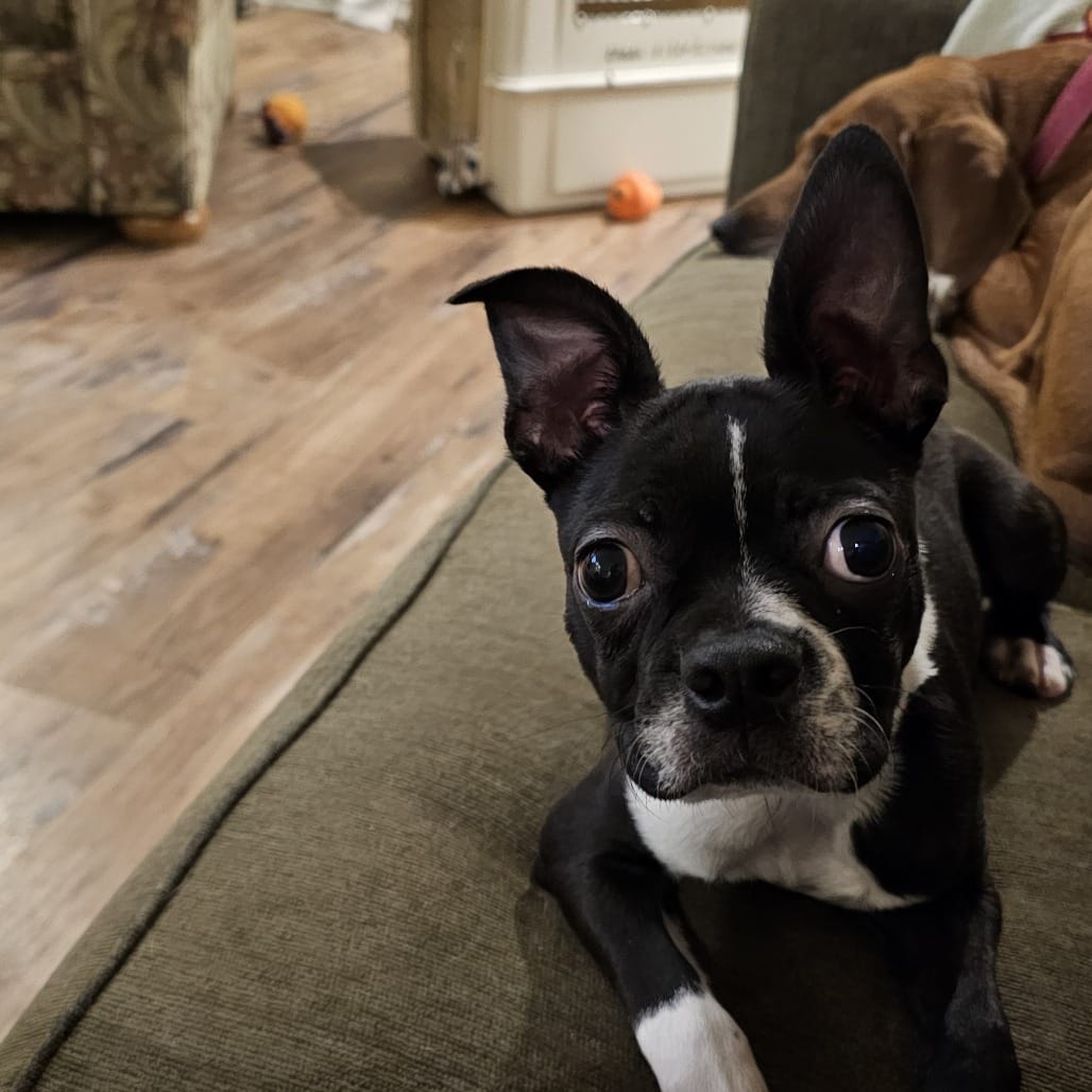 Adopt Barry Today - Find Paw Pal