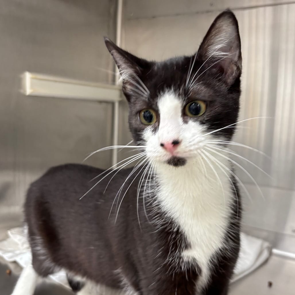 Animal Shelters in Corpus Christi, TX - Find Paw Pal