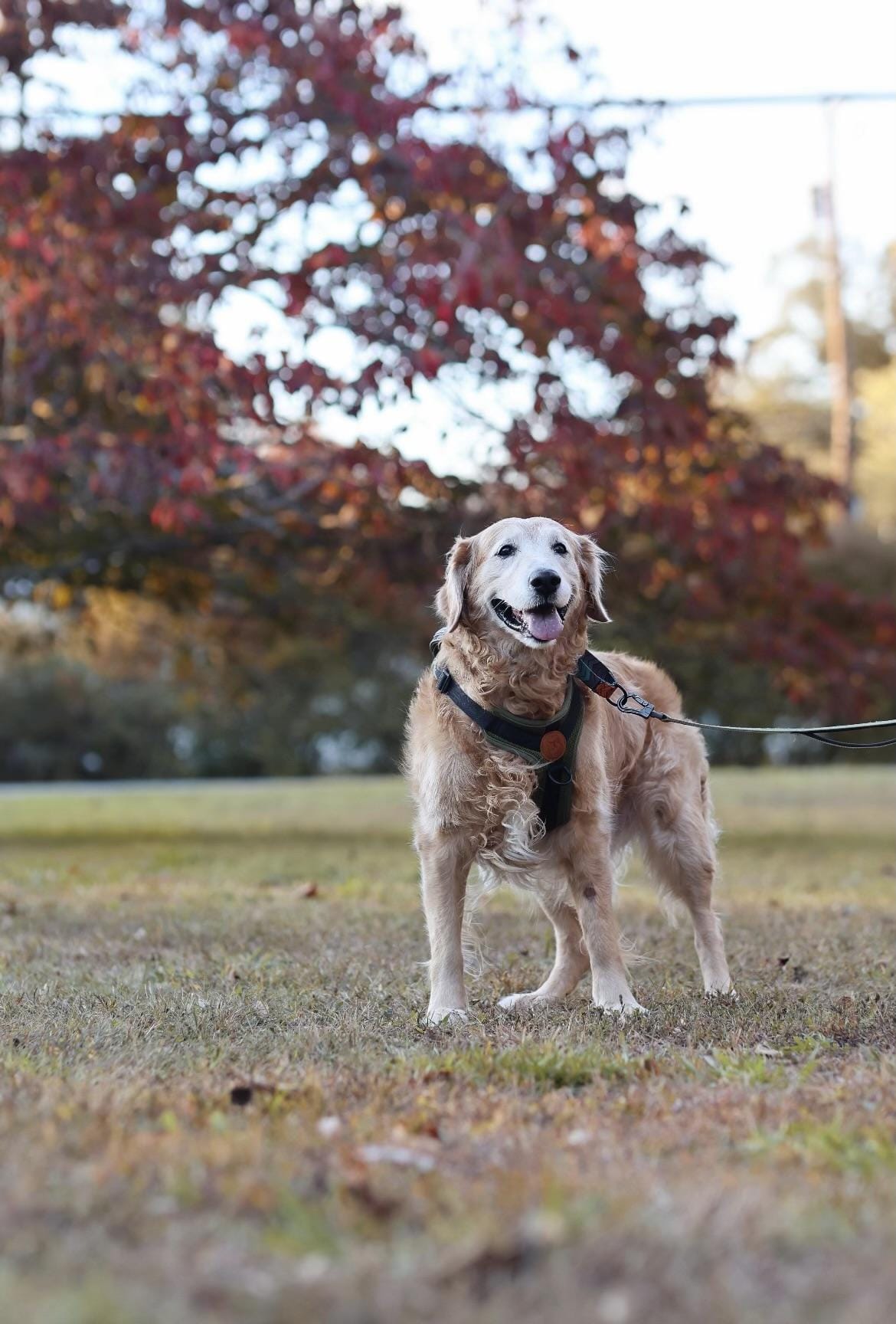 Adopt Ozzie Today - Pets TheCountyOffice