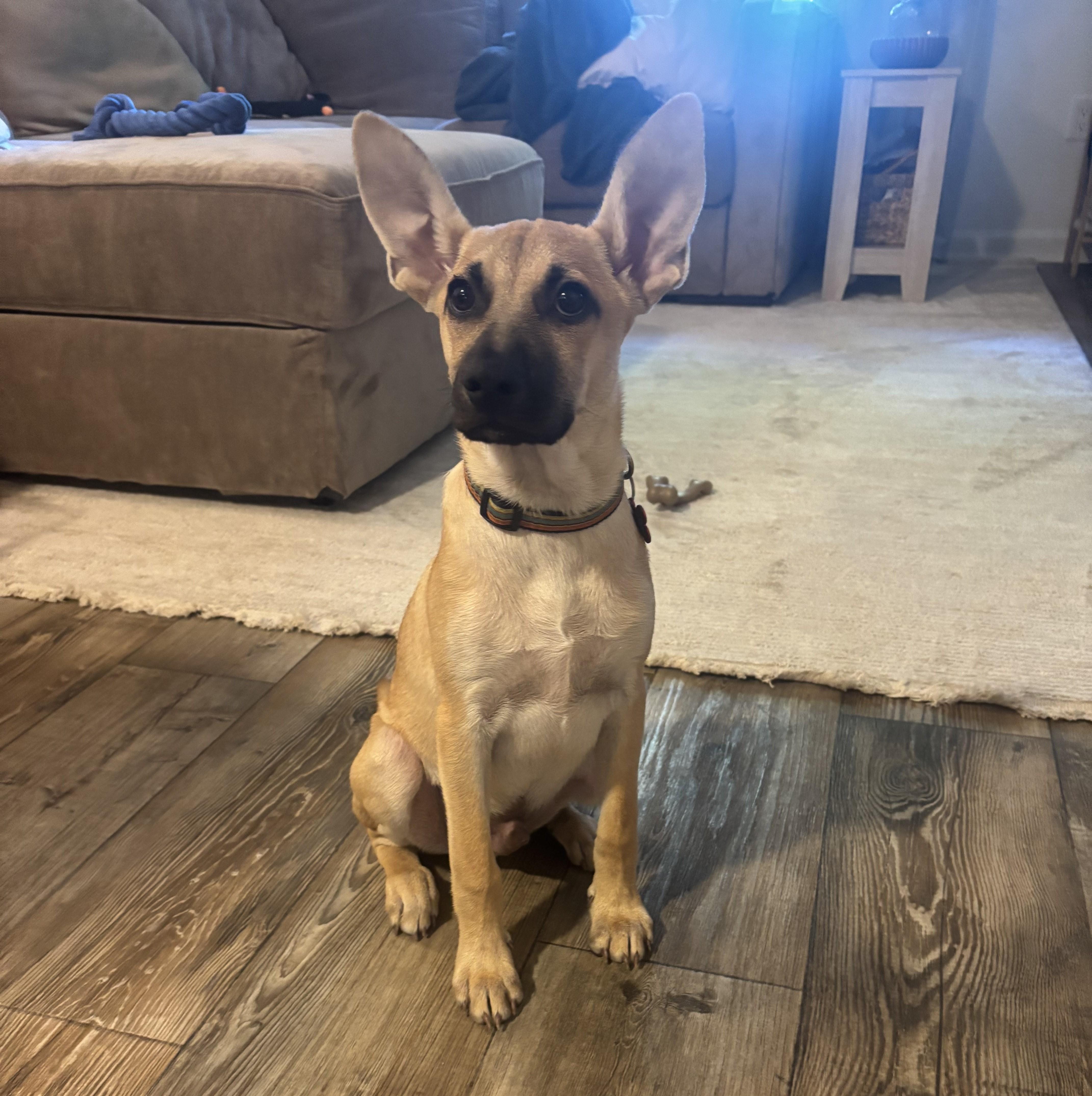 Adopt Dasher Today - Pets TheCountyOffice