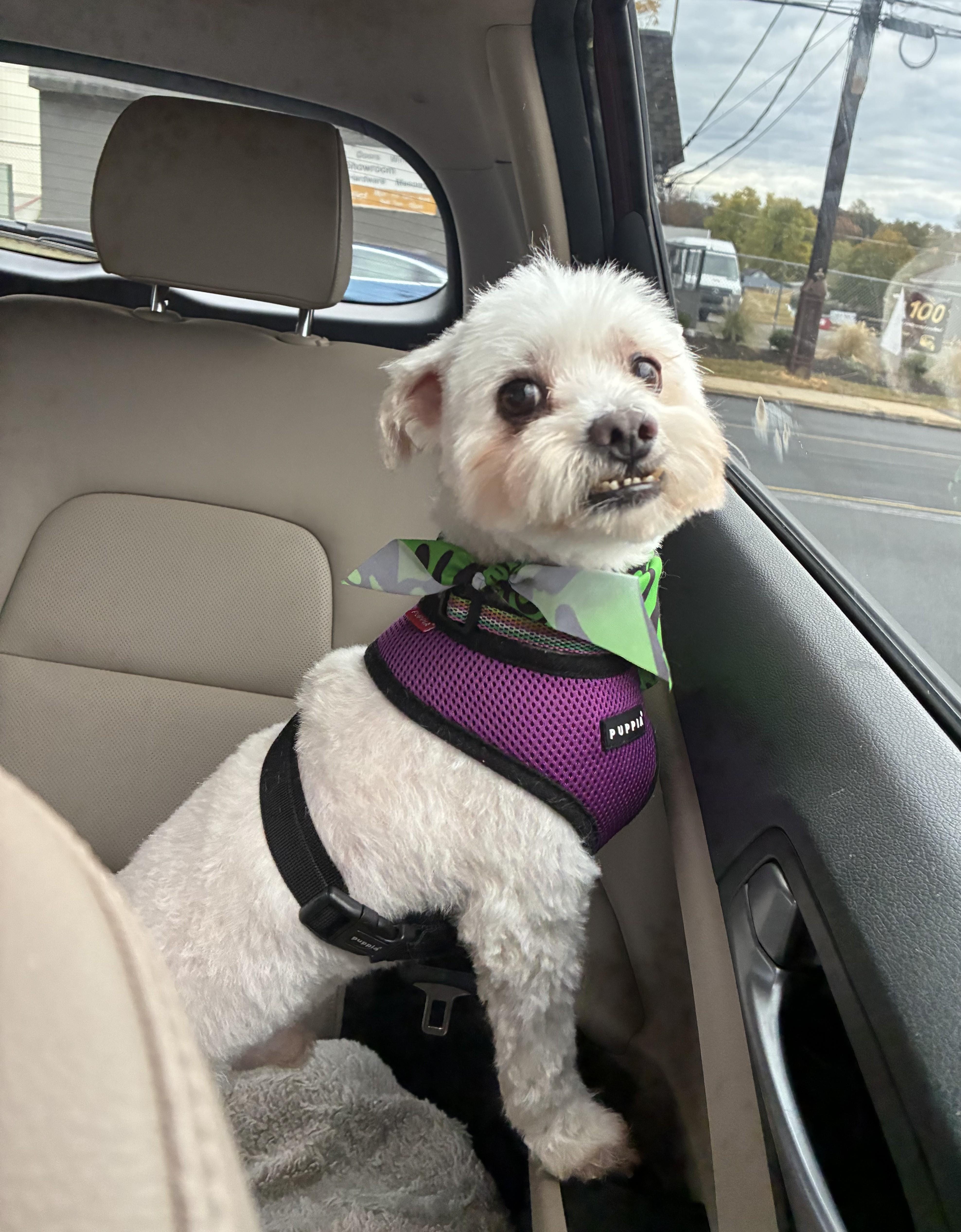 Adopt Mason Today - Find Paw Pal