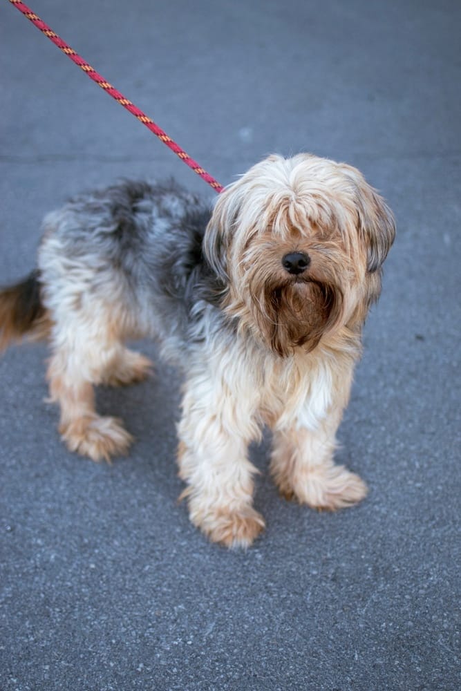 Adopt Harper Today - Pets TheCountyOffice