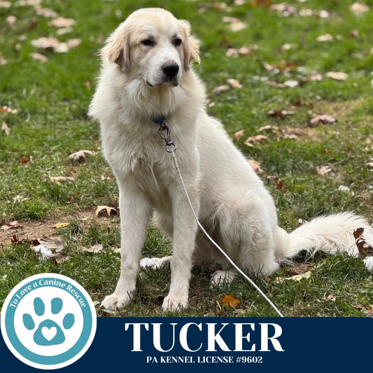 Adopt Tucker 102525 Today - Pets TheCountyOffice