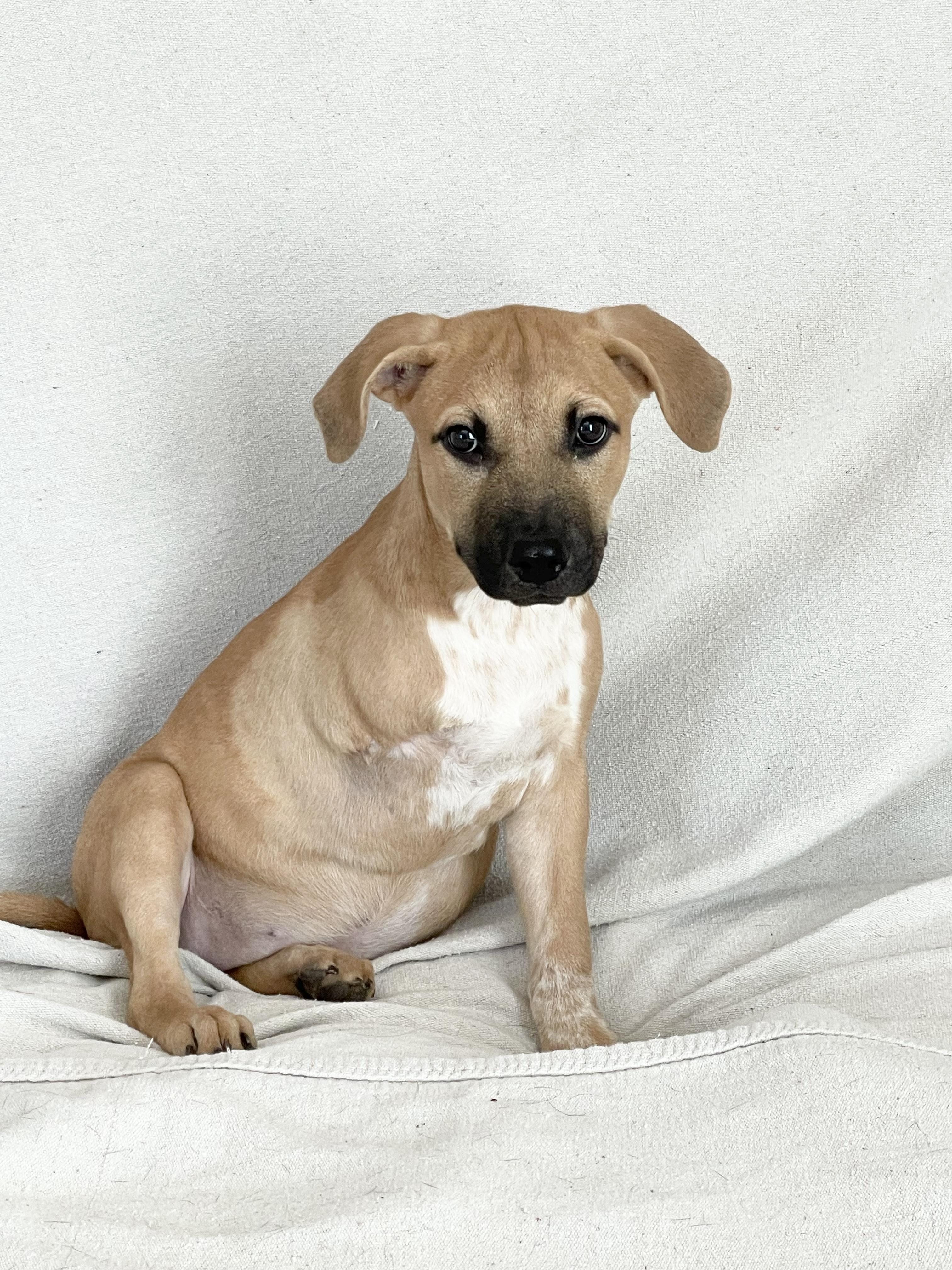 Adopt Amazing Carmelita Today - Pets TheCountyOffice