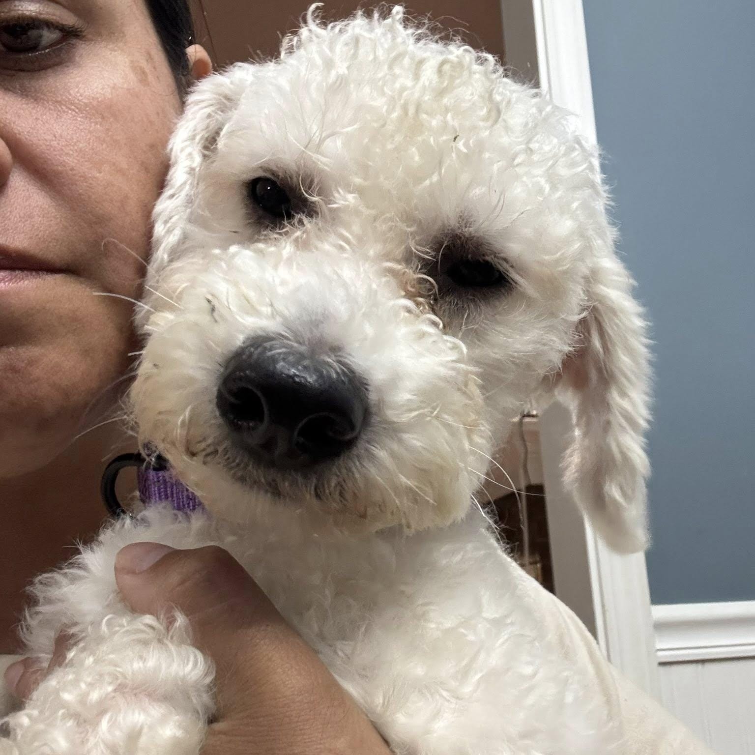 Adopt Lennox Today - Pets TheCountyOffice