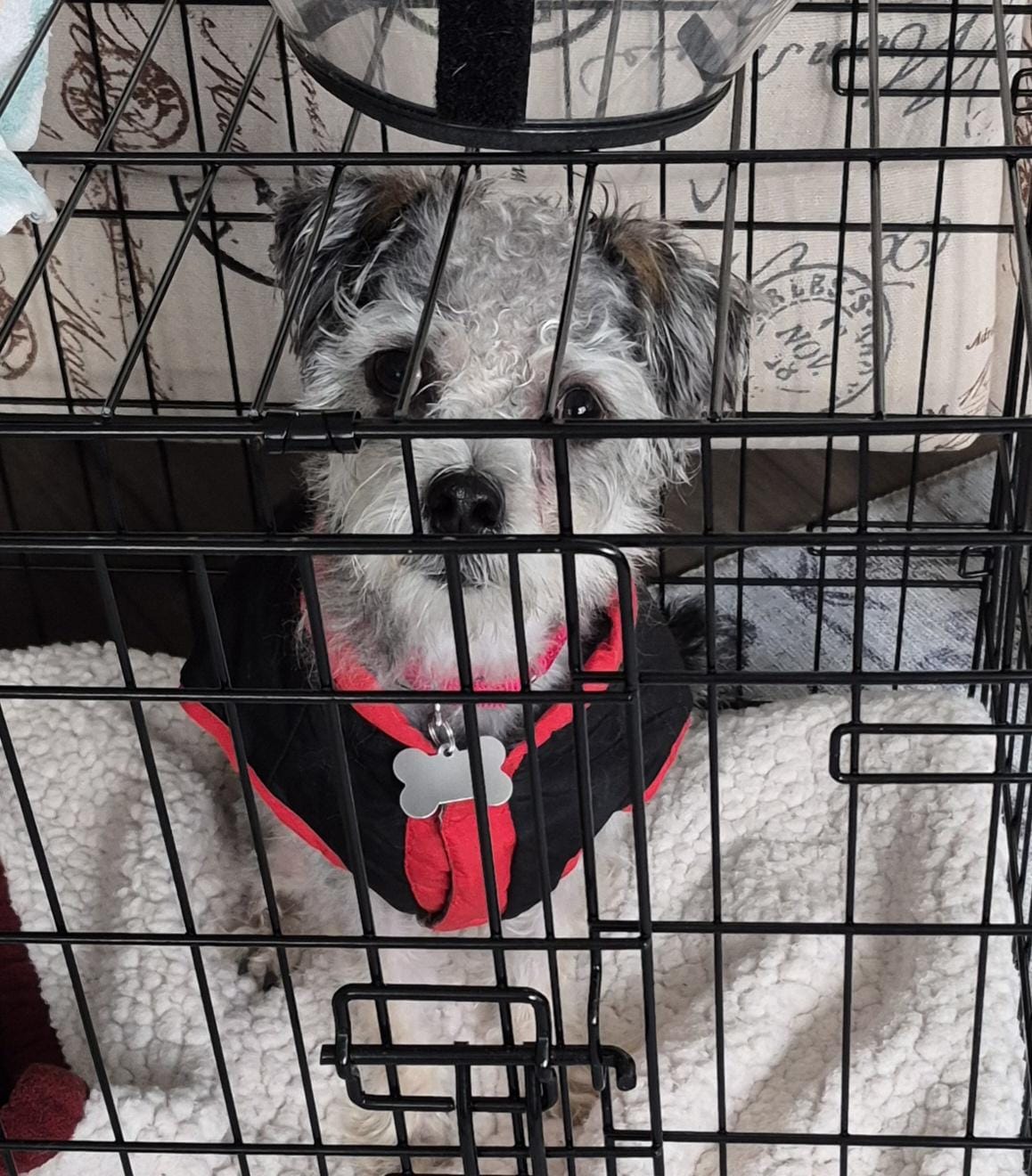 Adopt Dexter Today - Pets TheCountyOffice