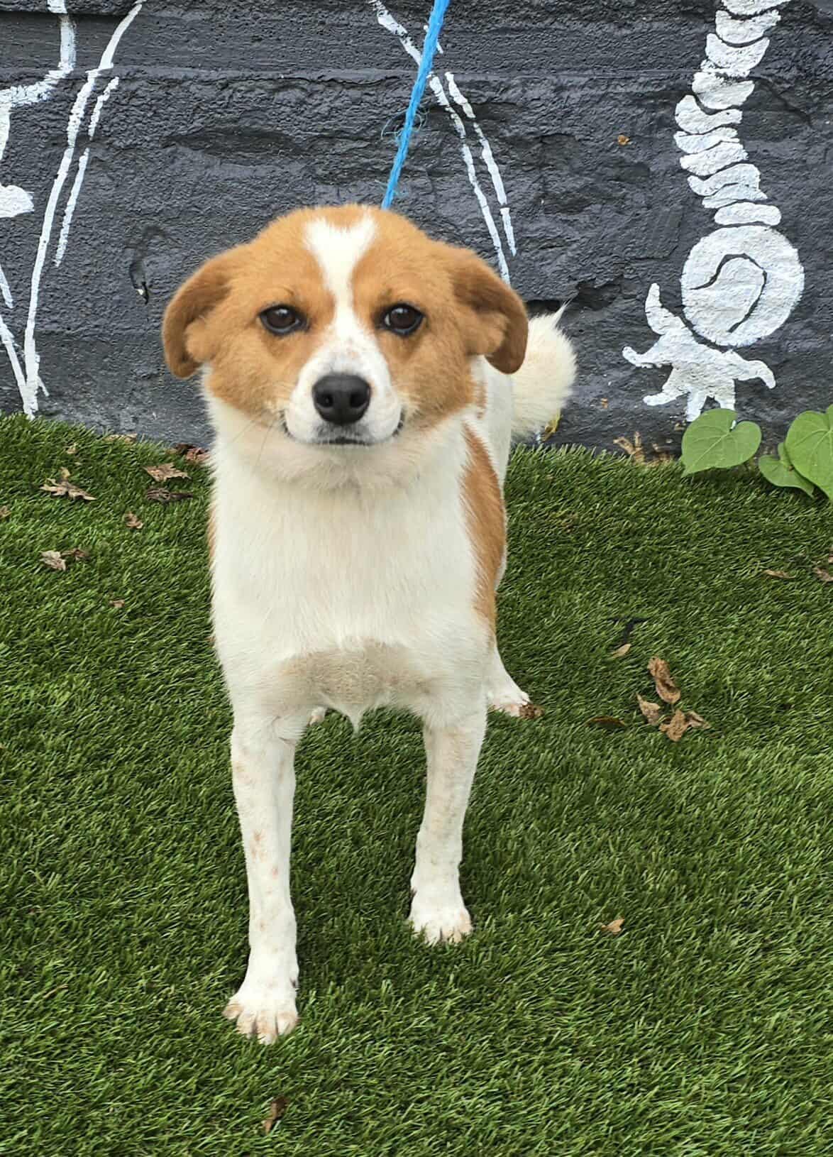 Adopt Freya *foster needed* Today - Pets TheCountyOffice