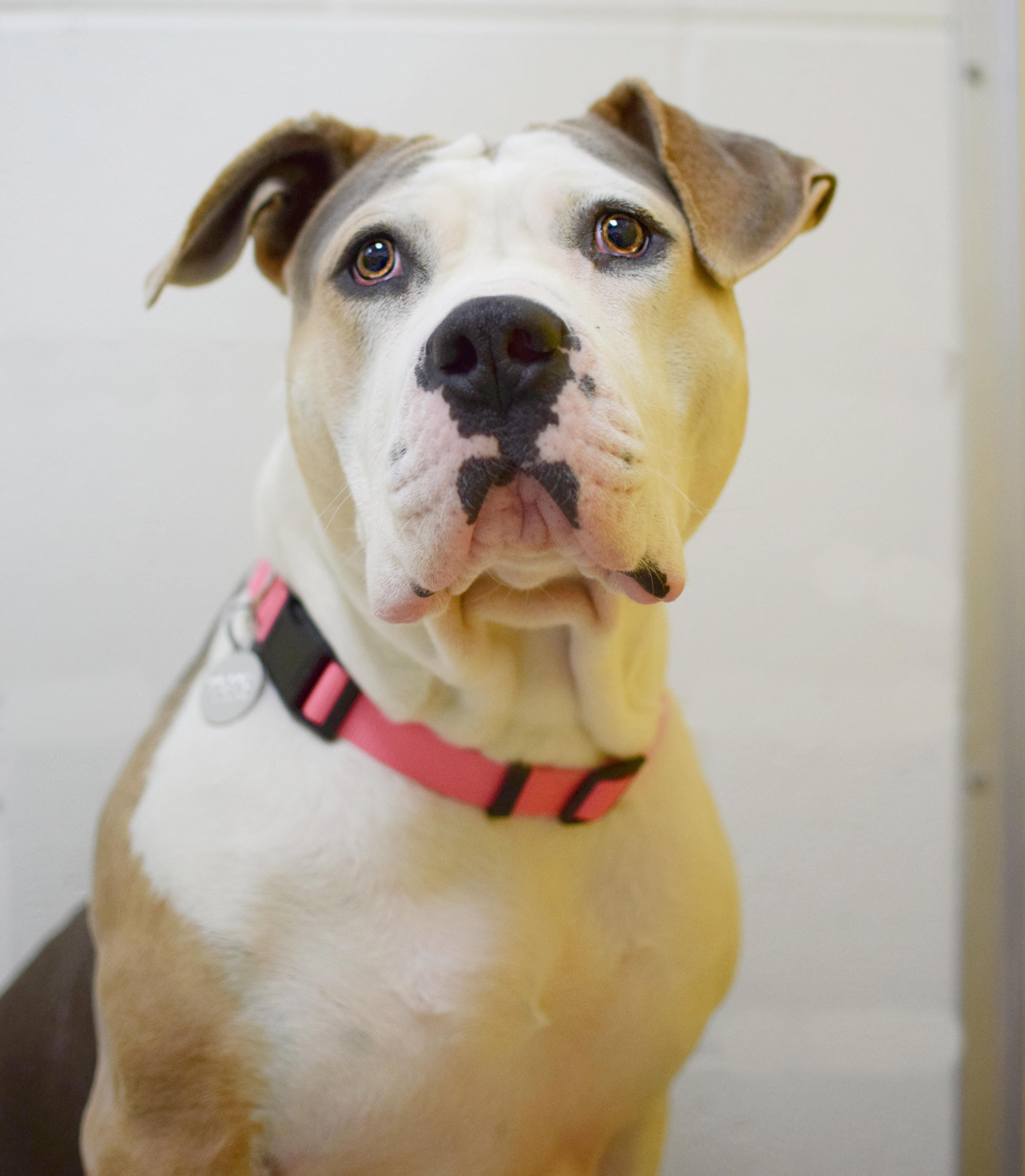 Adopt Chestnut Today - Pets TheCountyOffice