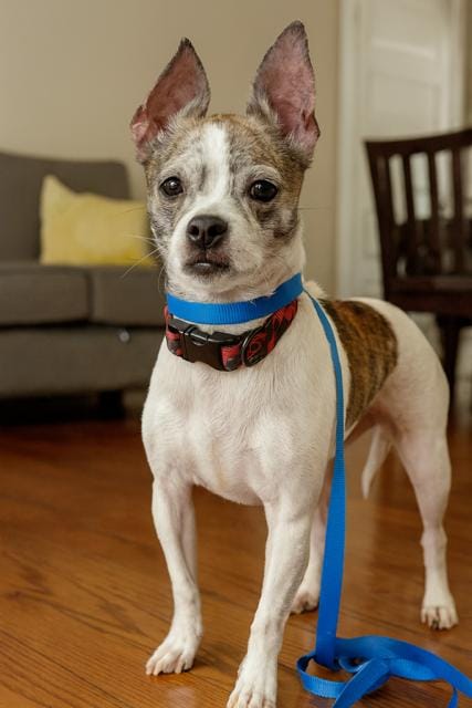 Adopt Ella Rose Today - Pets TheCountyOffice