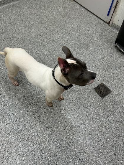 Adopt Sprout Today - Pets TheCountyOffice
