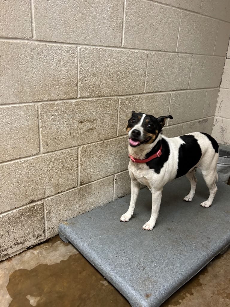 Animal Shelters Near Me - Find Paw Pal