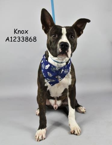 Adopt Knox -- URGENT!! Today - Find Paw Pal
