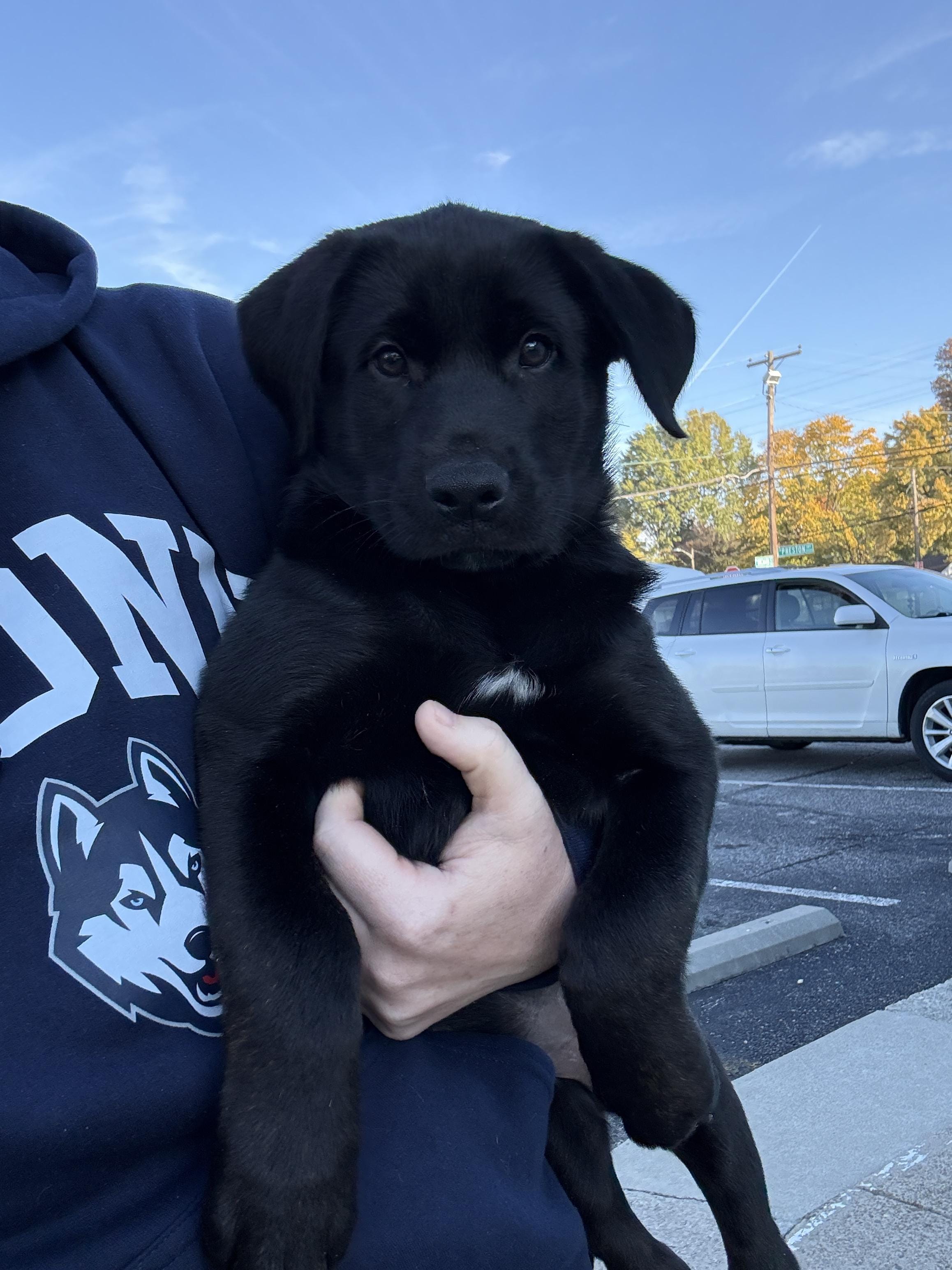 Adopt Megara Today - Find Paw Pal