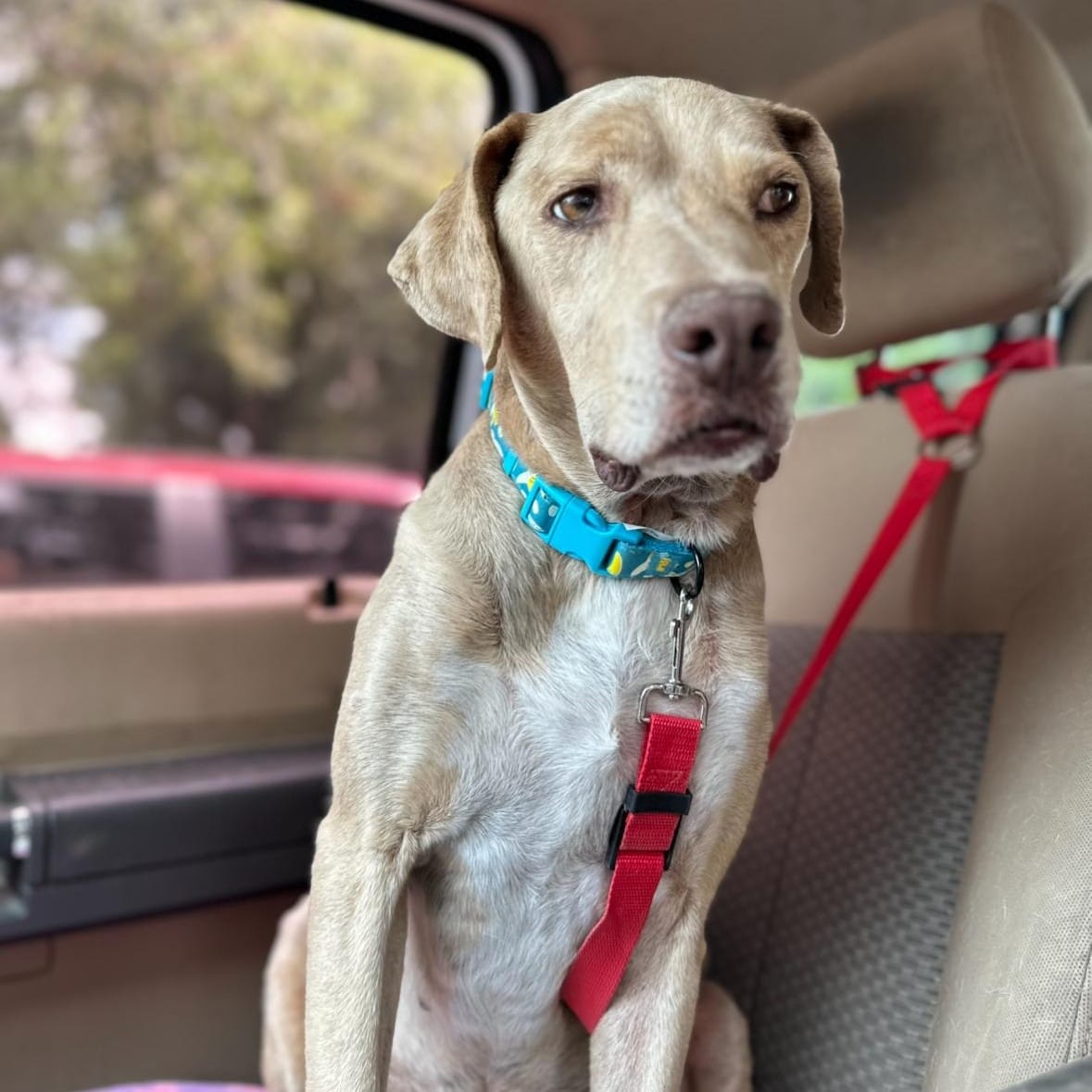 Adopt Junebug Today - Find Paw Pal