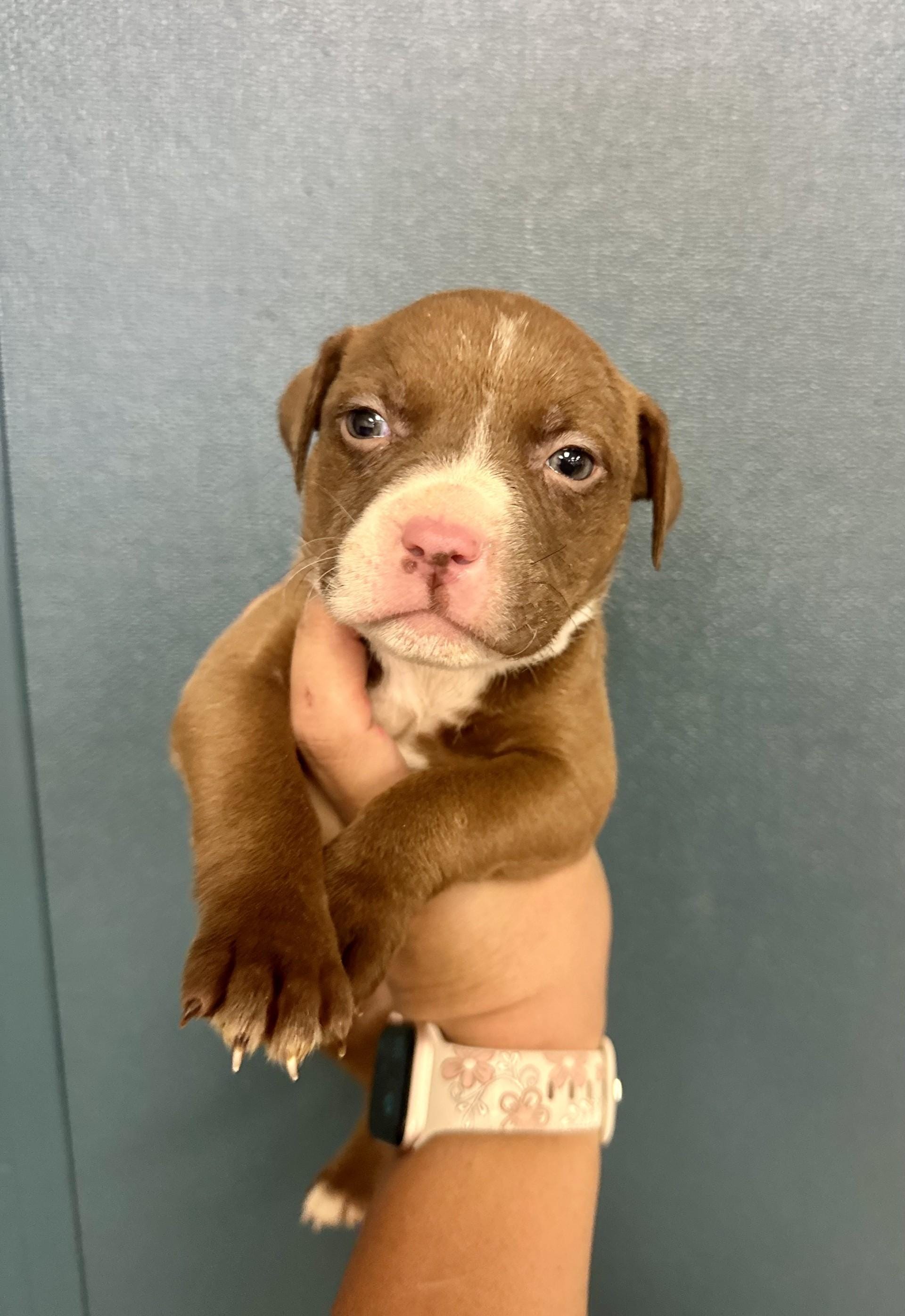 Adopt Cocoa #1729 (514) ***FOSTER OR FOSTER TO ADOPT*** Today - Find ...