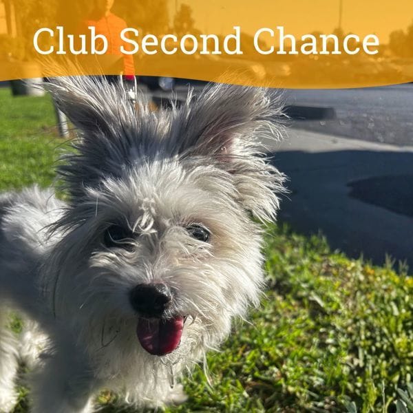 Adopt Wiggly Wags Today - Pets TheCountyOffice