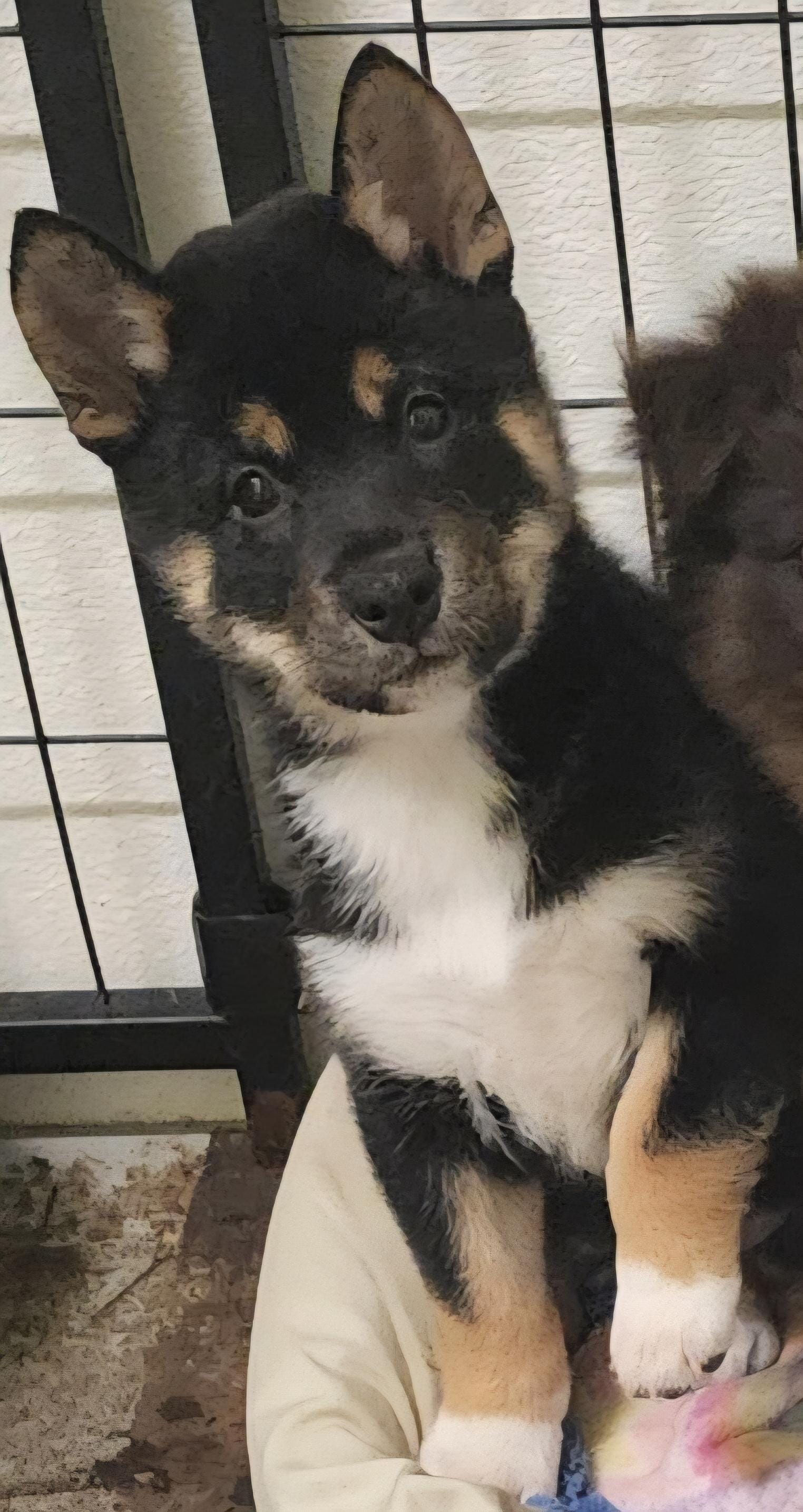Adopt Suki Today - Pets TheCountyOffice
