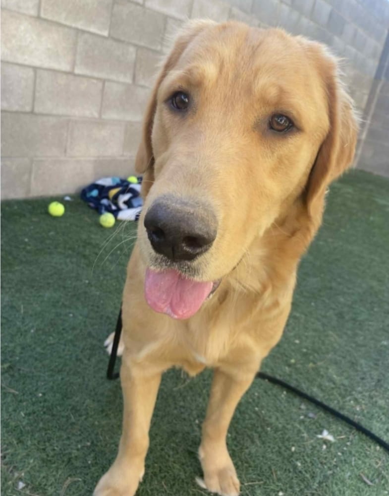 Adopt Linda Today - Find Paw Pal