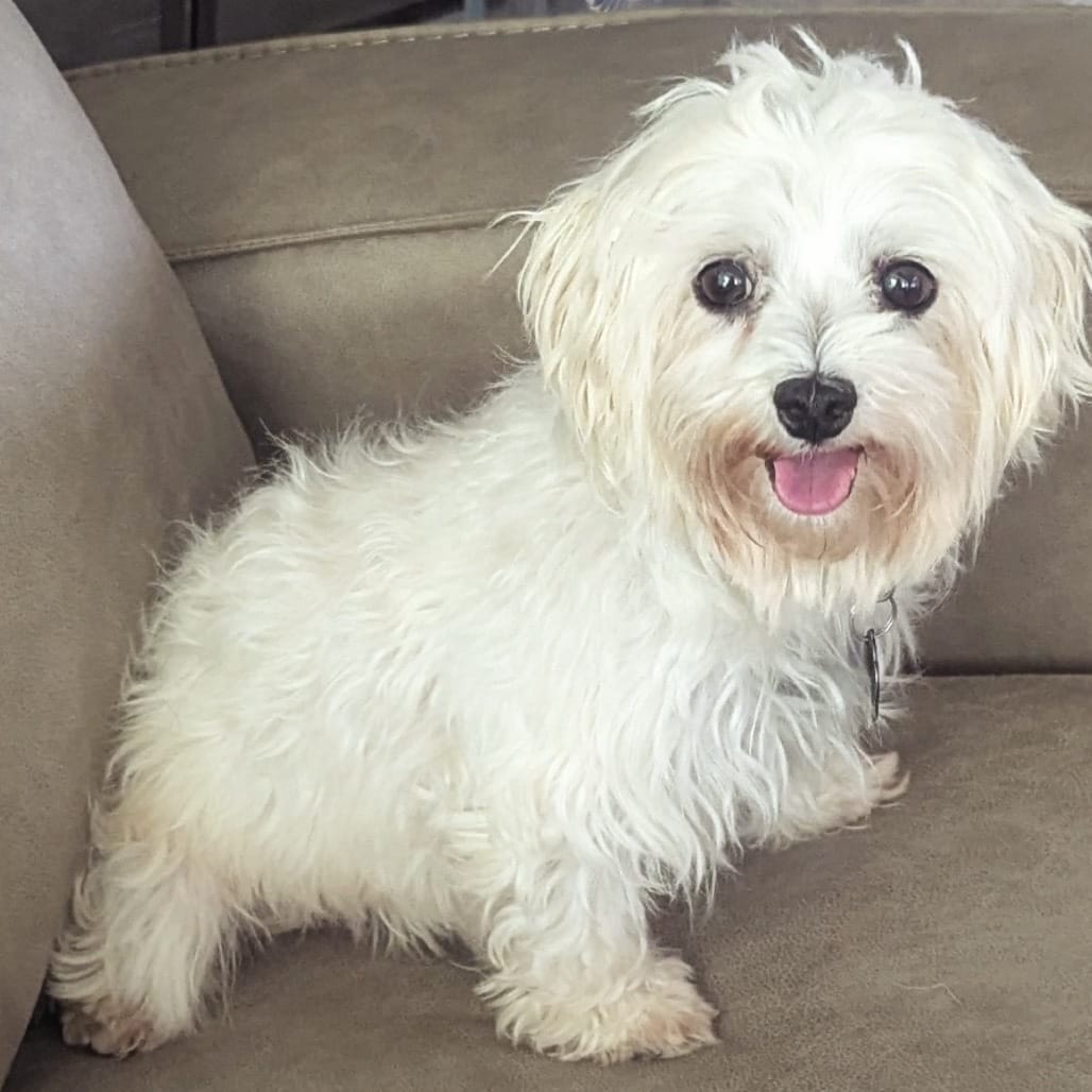 Adopt Ginger Today - Pets TheCountyOffice