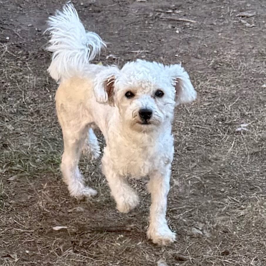 Adopt Pepe 25-10-131 Today - Find Paw Pal