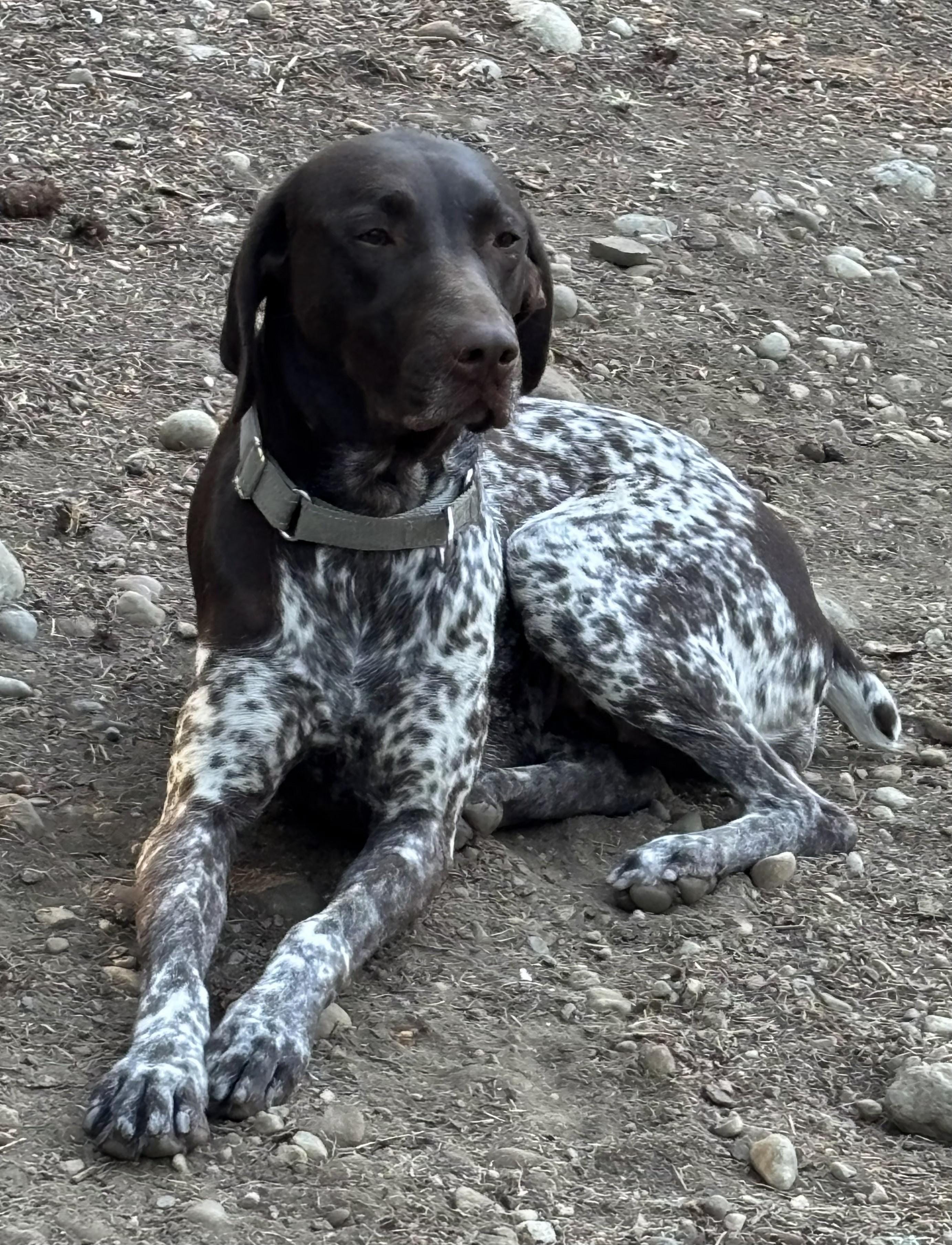 Adopt Freckles Today - Pets TheCountyOffice