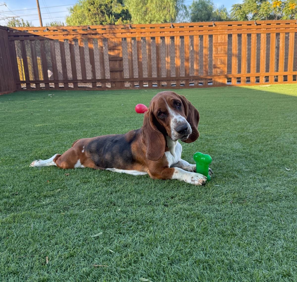 Adopt Judd Today - Find Paw Pal