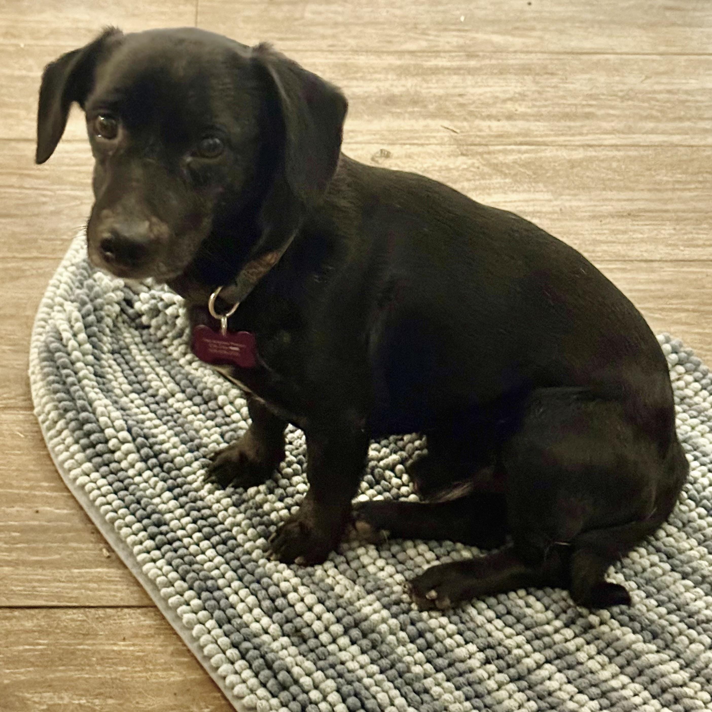 Adopt Carl Today - Find Paw Pal