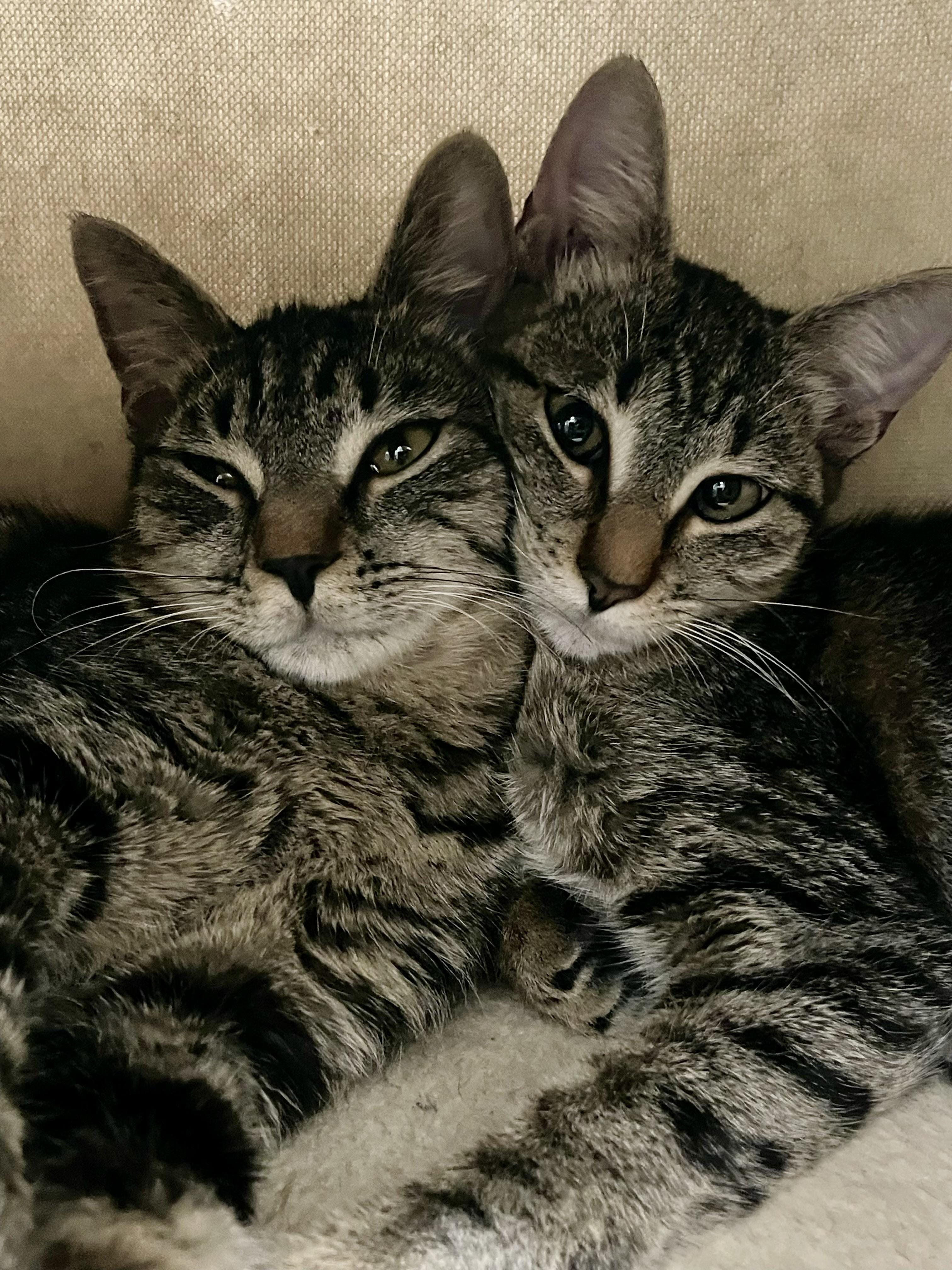 Adopt Hazel & Harper (courtesy post & bonded) Today - Pets TheCountyOffice