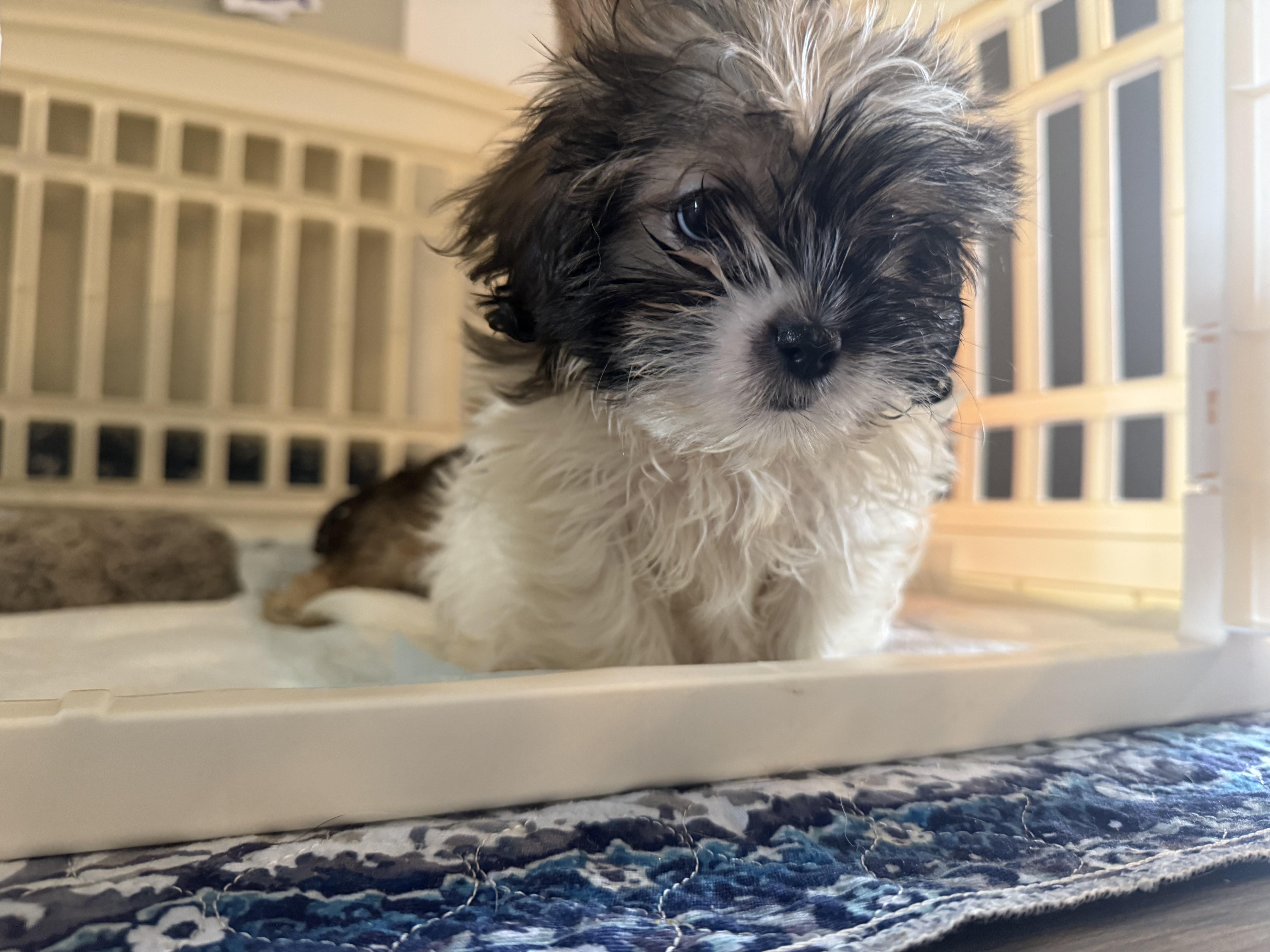 Adopt Franklin Today - Find Paw Pal