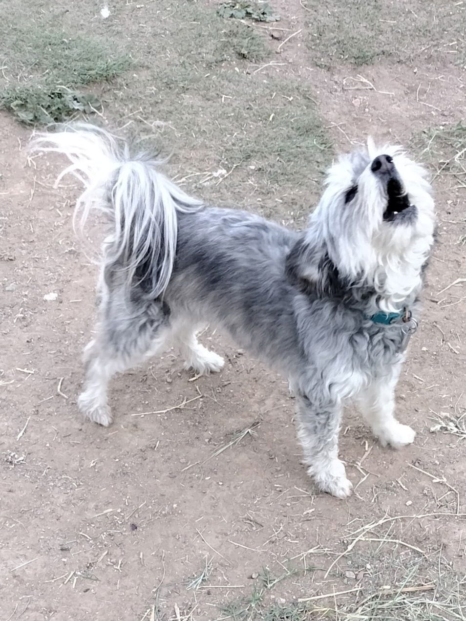 Adopt Alex Today - Find Paw Pal