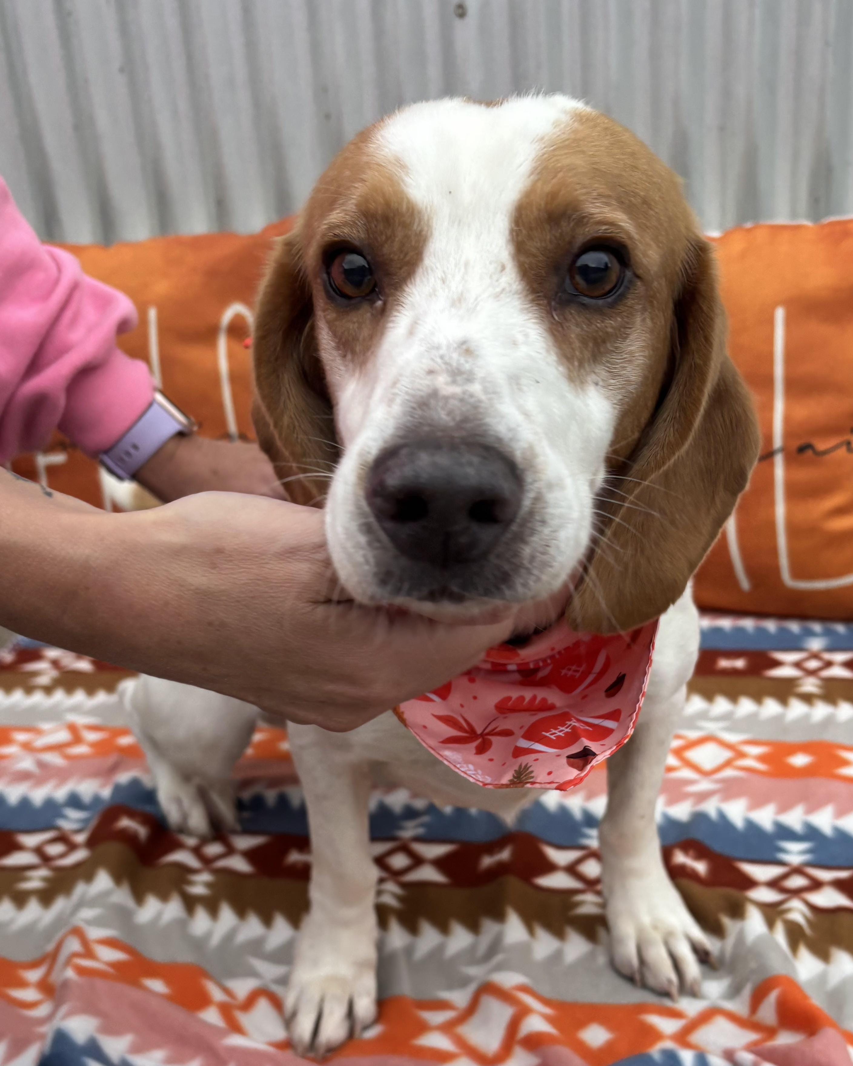 Adopt Judd Today - Find Paw Pal