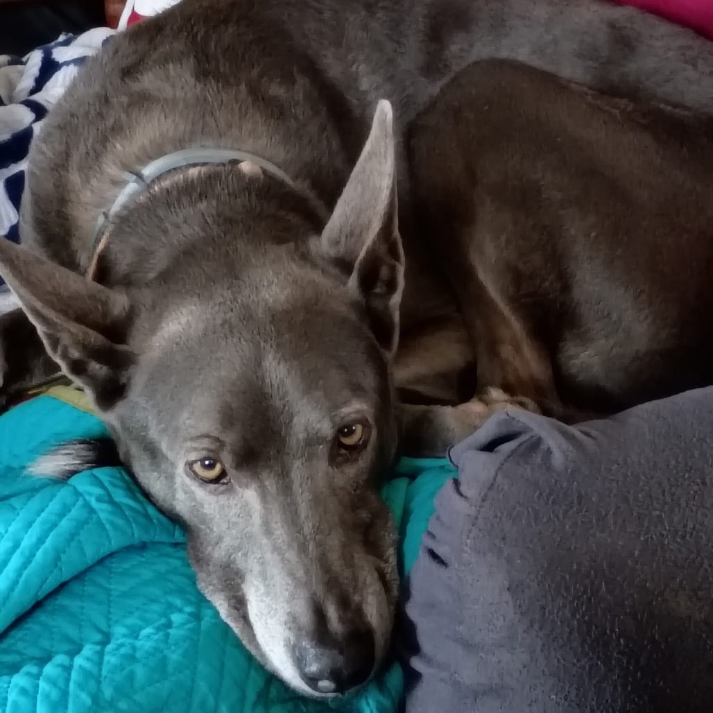Adopt Bernie Today - Pets TheCountyOffice
