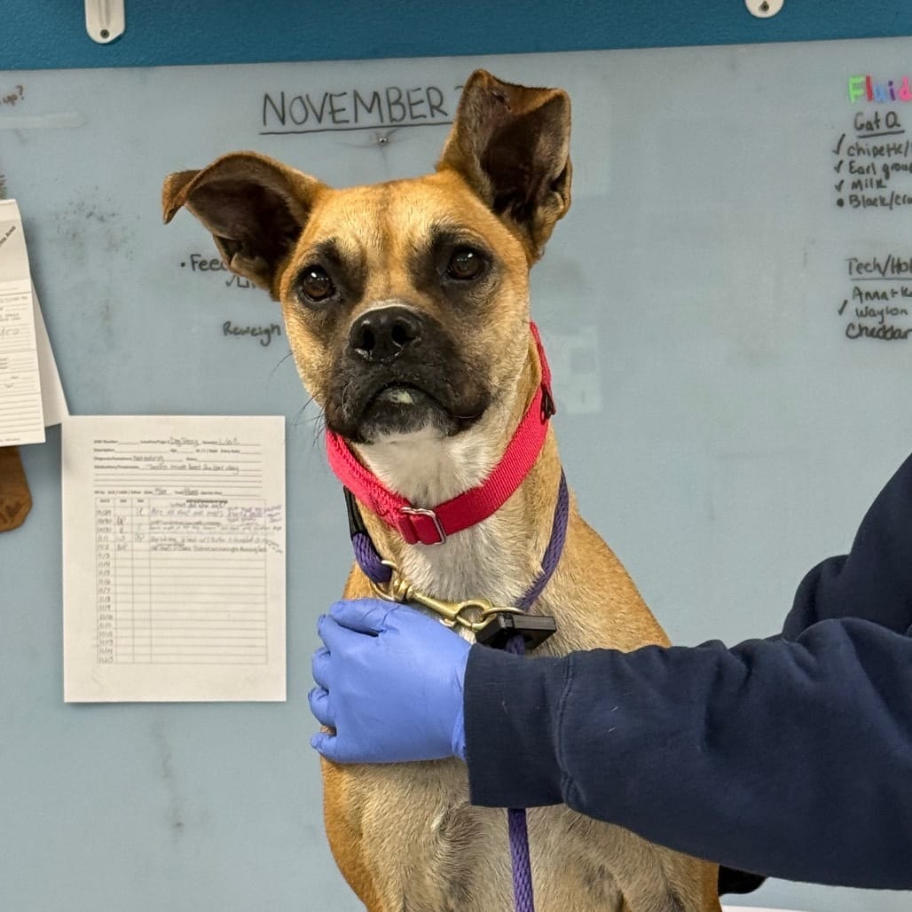 Adopt Ruby Today - Find Paw Pal