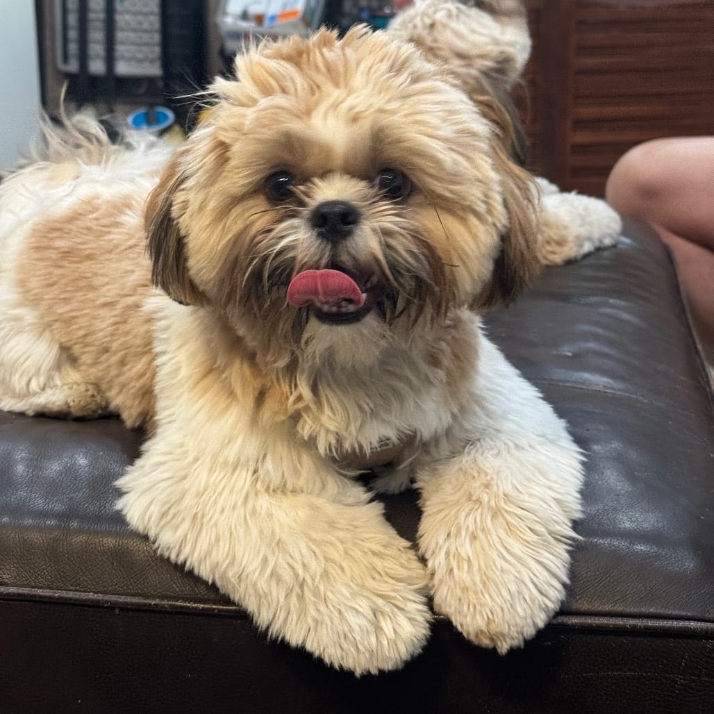 Adopt Gizmo & Mogie (Bonded Pair) Today - Pets TheCountyOffice