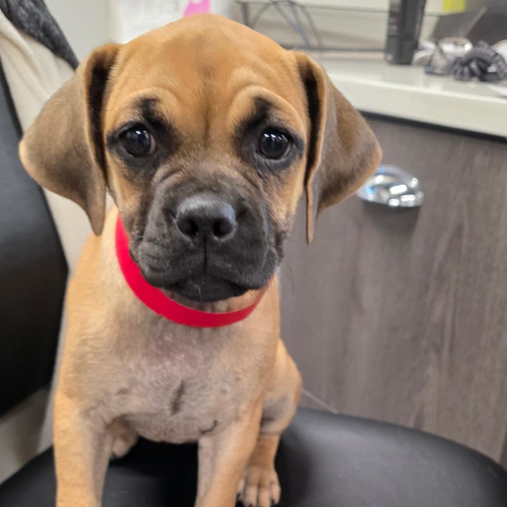 Adopt Maybell Today - Find Paw Pal