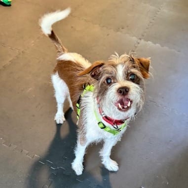 Adopt Charlie the Terrier Today - Pets TheCountyOffice