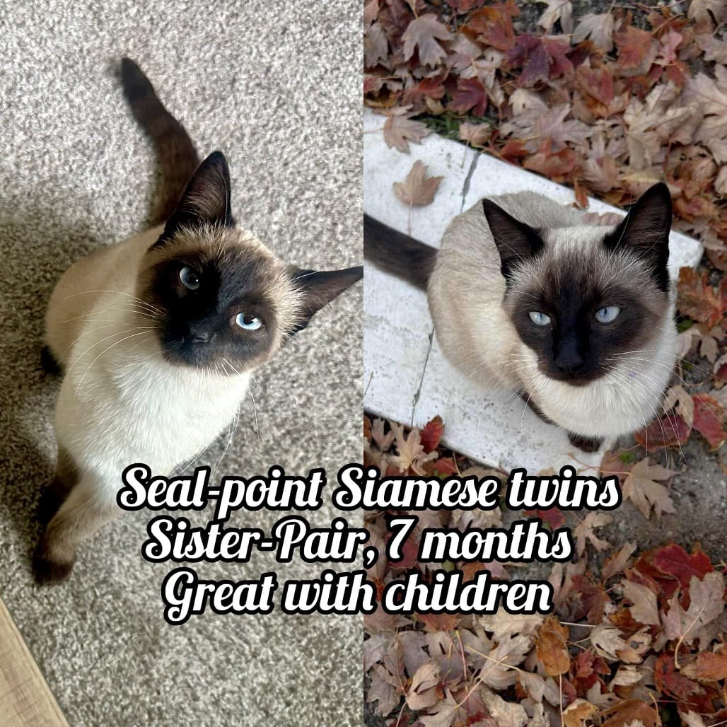 Adopt Duchess Wilde Today - Pets TheCountyOffice