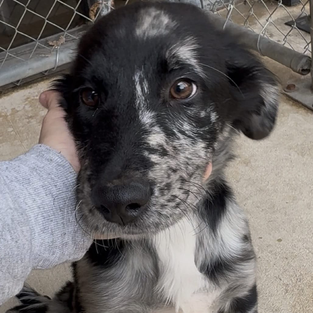 Adopt Maisy Today - Pets TheCountyOffice