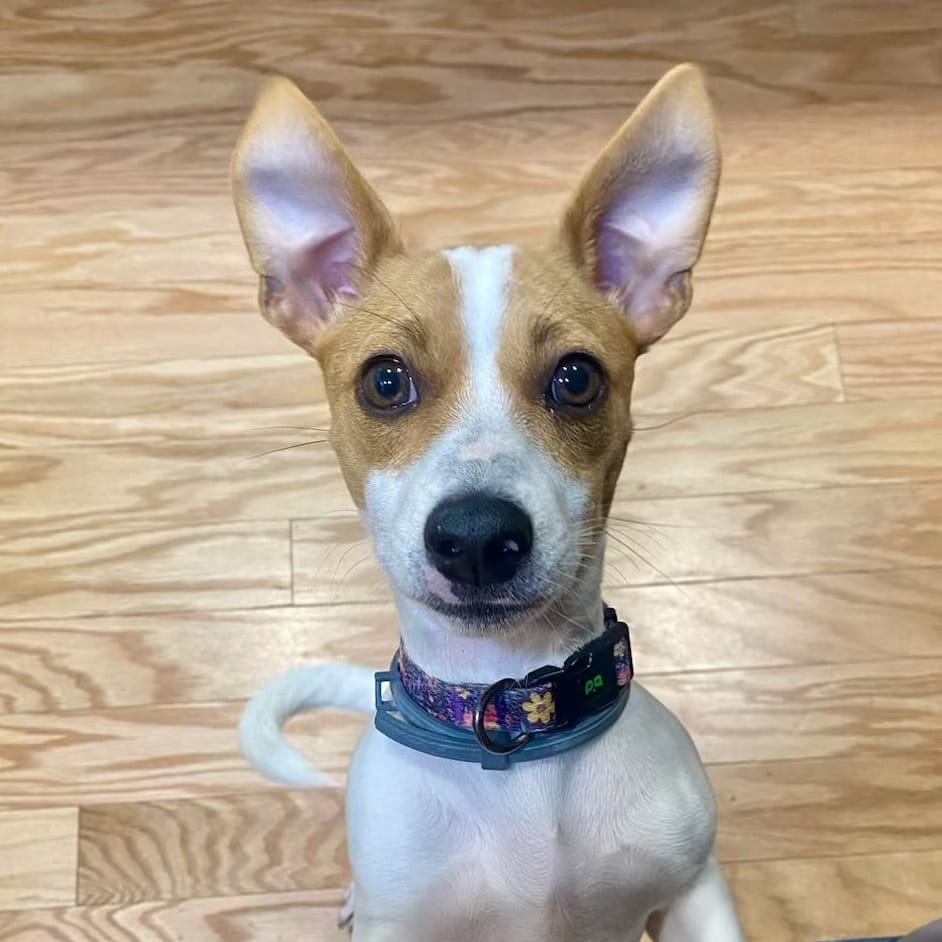 Adopt Izzy Today - Pets TheCountyOffice