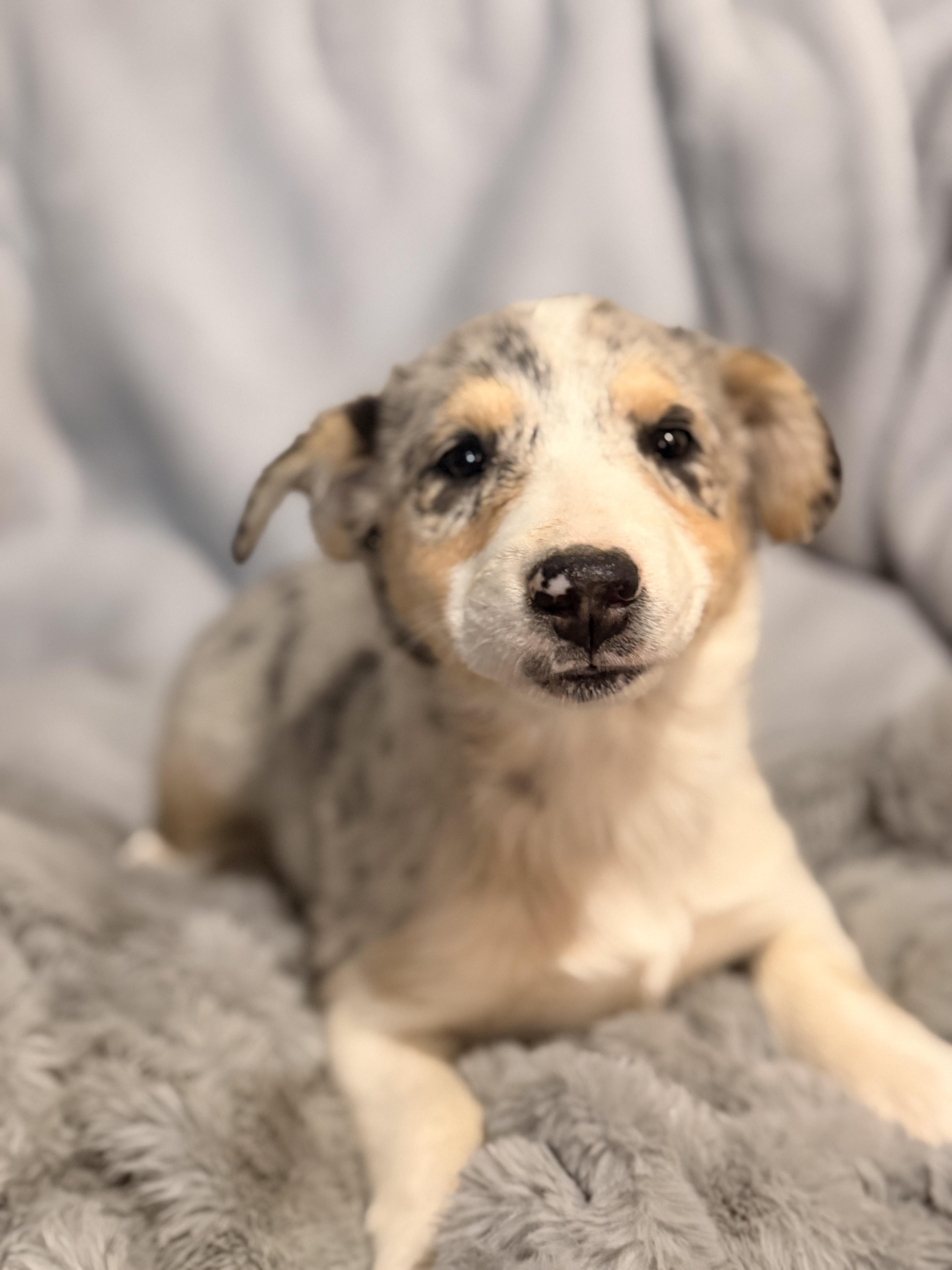 Adopt Spirit Today - Pets TheCountyOffice