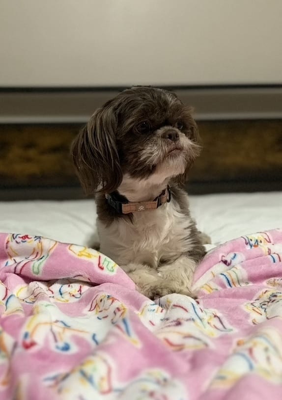 Adopt Greta Today - Pets TheCountyOffice