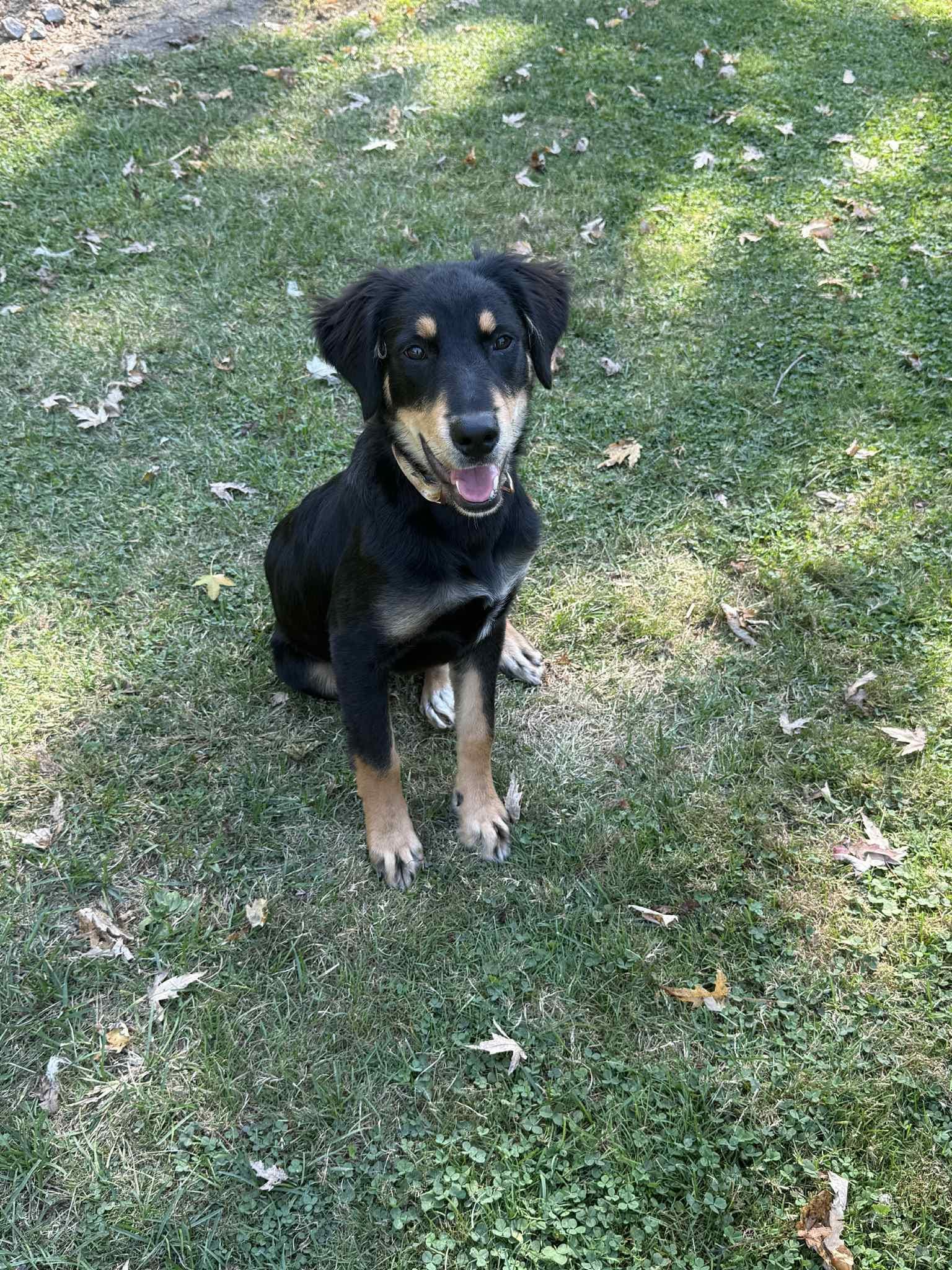 Adopt Wasabi AKA Rebel Today - Pets TheCountyOffice