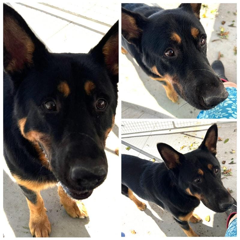 Adopt Ciaro Today - Pets TheCountyOffice