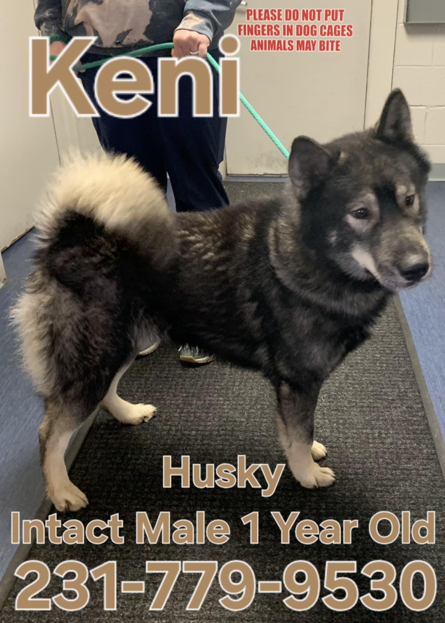 Adopt KENI Today - Pets TheCountyOffice